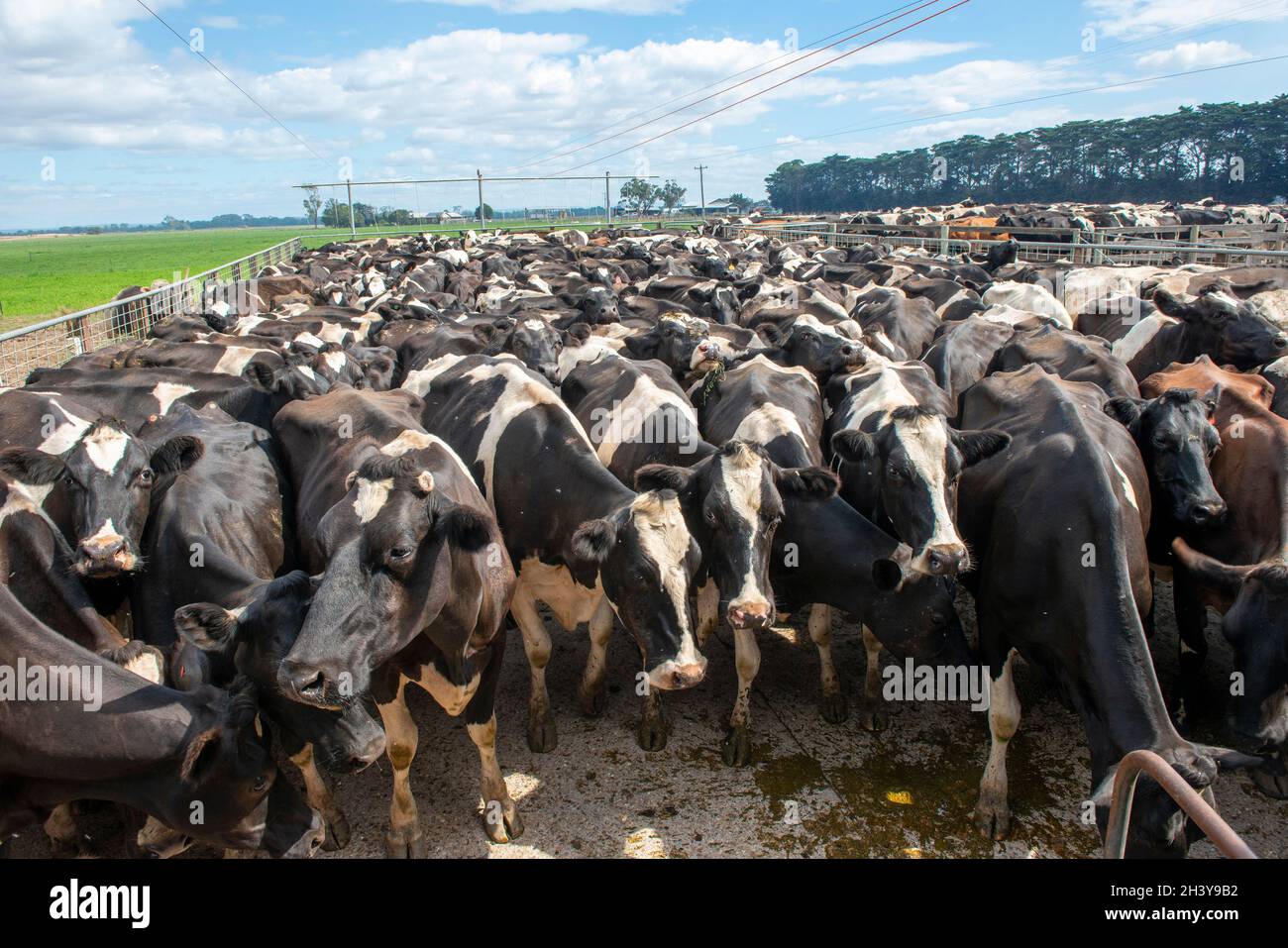 Cows waiting to be milked at a Victorian dairy farm , Australia Stock ...