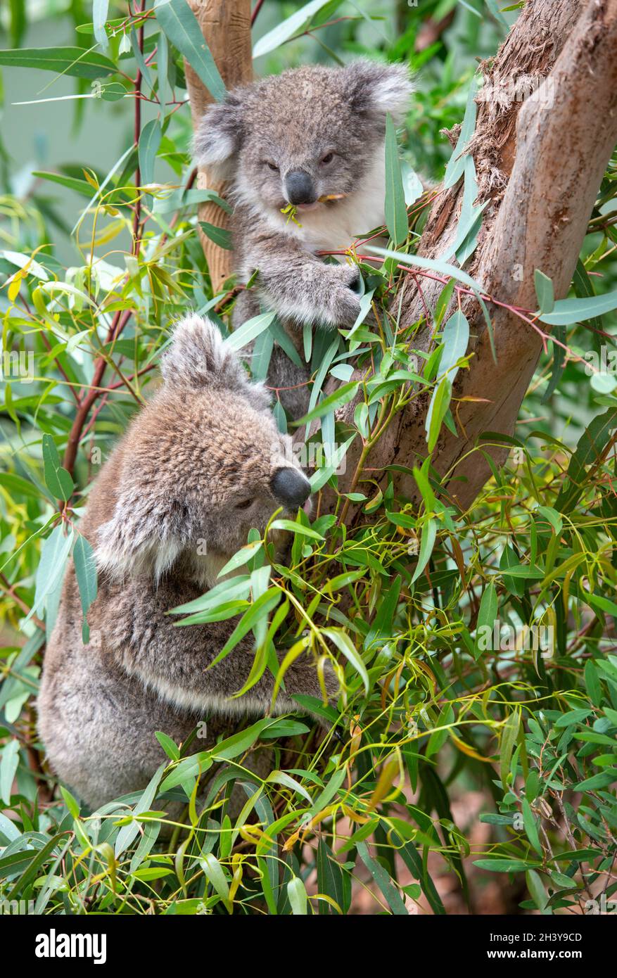Koalas feeding on gum leaves in country Victoria, Australia Stock Photo ...