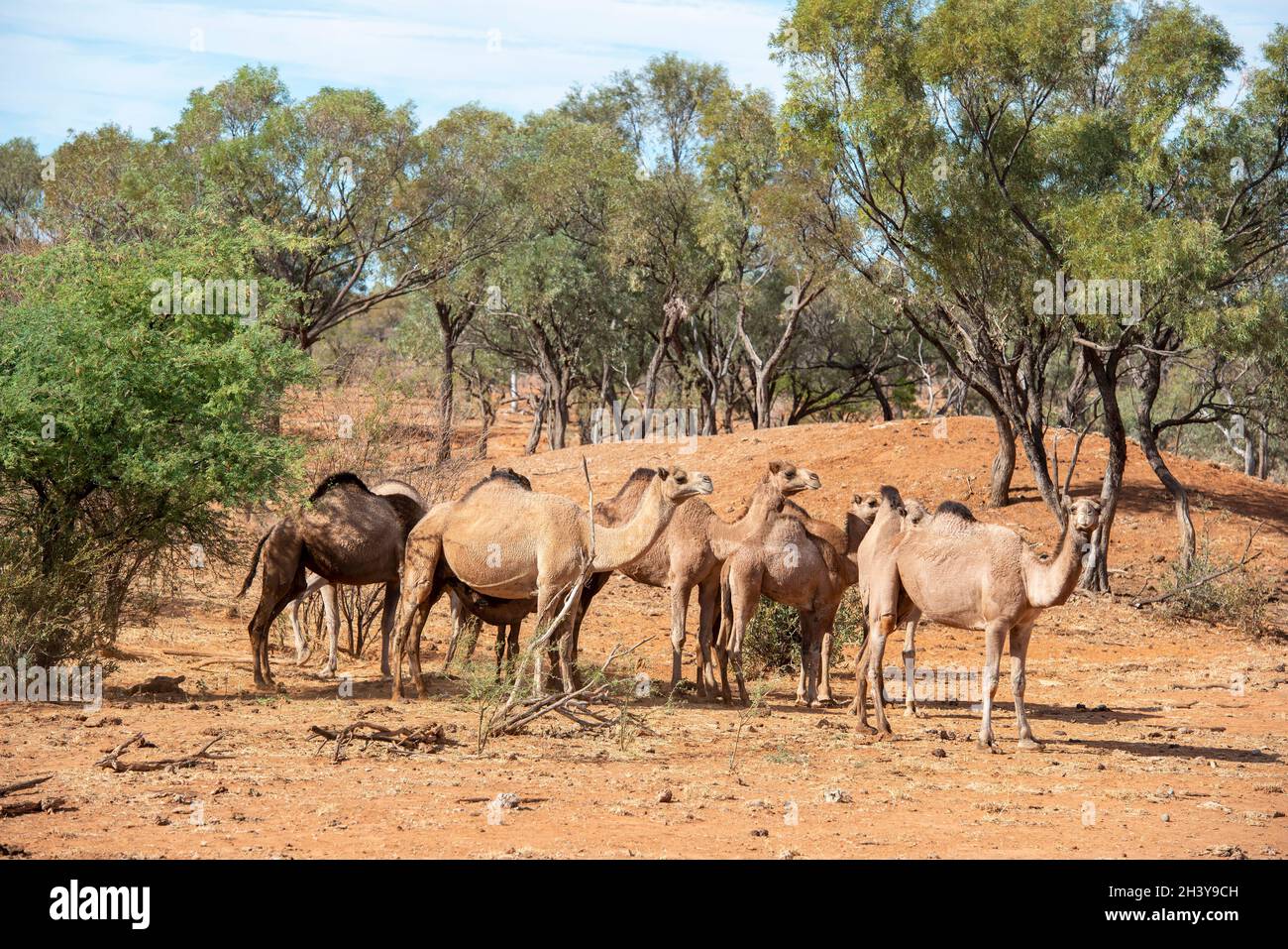 Australia Wild Camels High Resolution Stock Photography and Images - Alamy