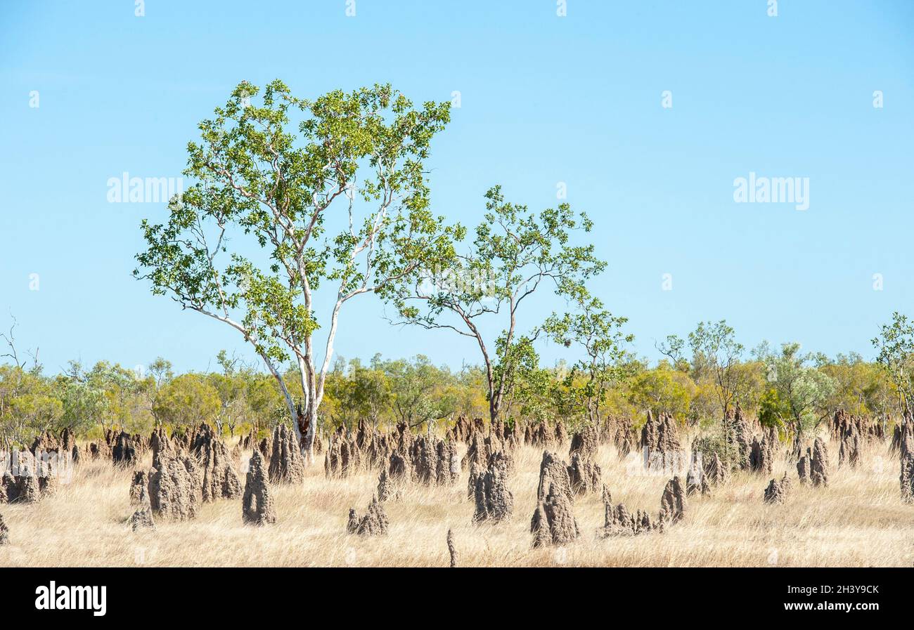 Termites mounds in the desert country of outback Queensland, Australia ...