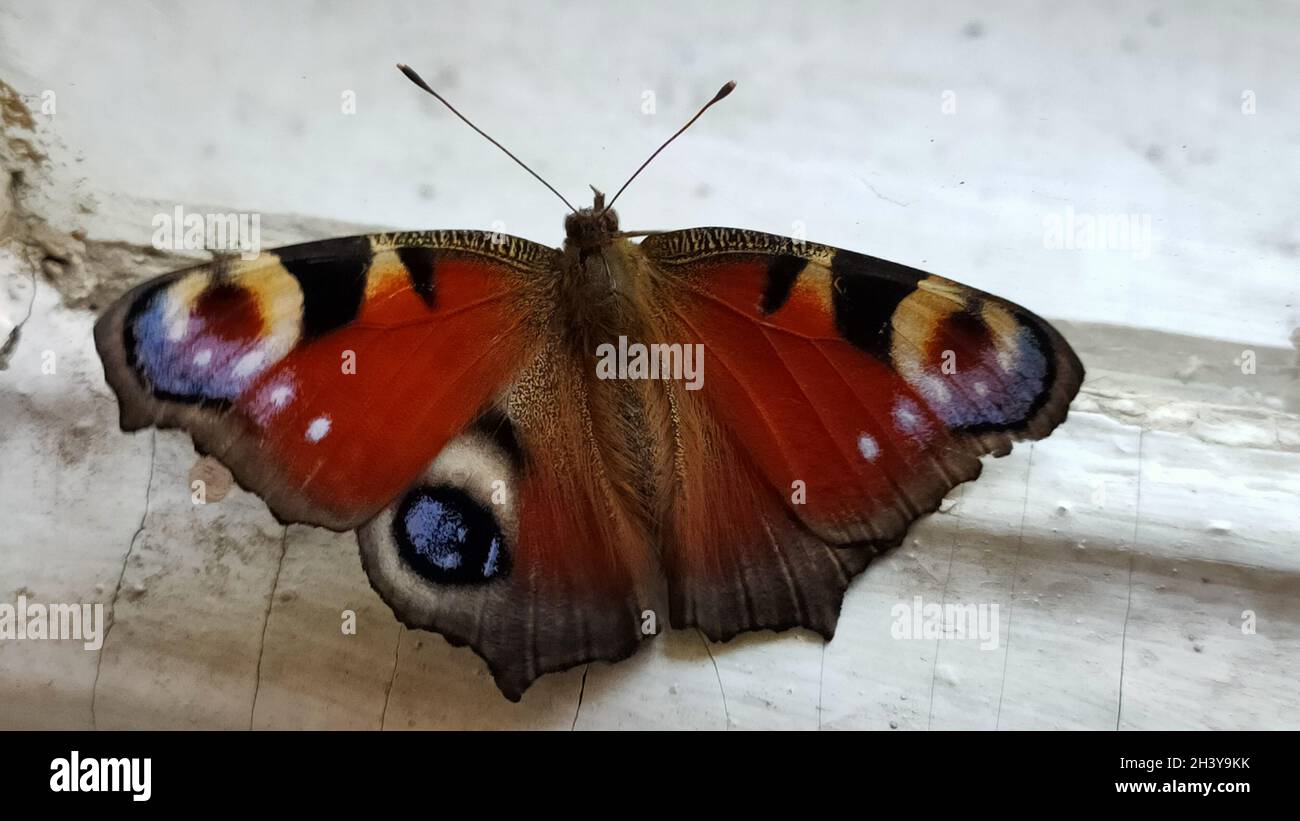 Orange monarch butterfly fly at old window Stock Photo - Alamy
