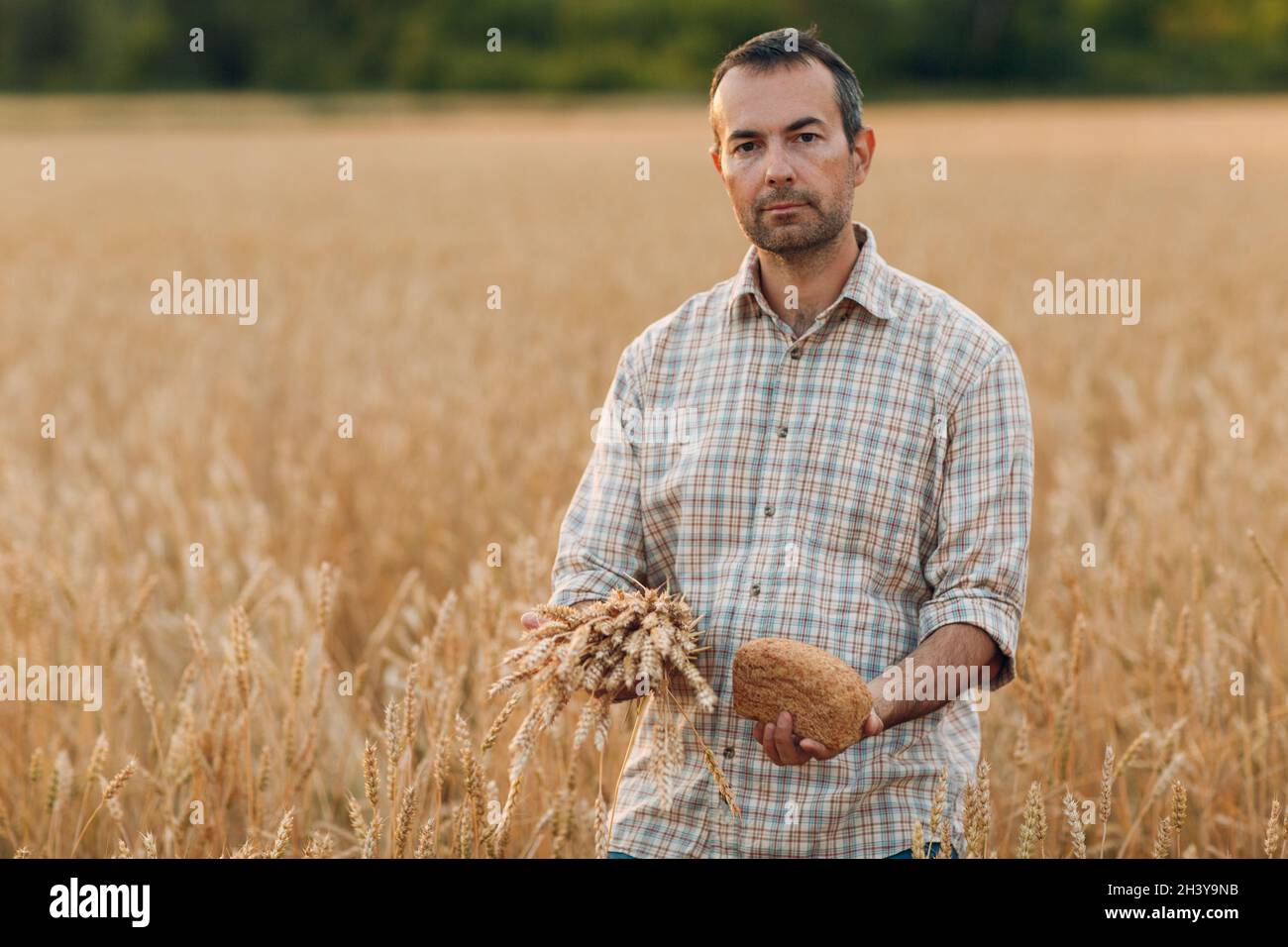 Man farmer holds sheaf of wheat ears and bread in cereal field ...