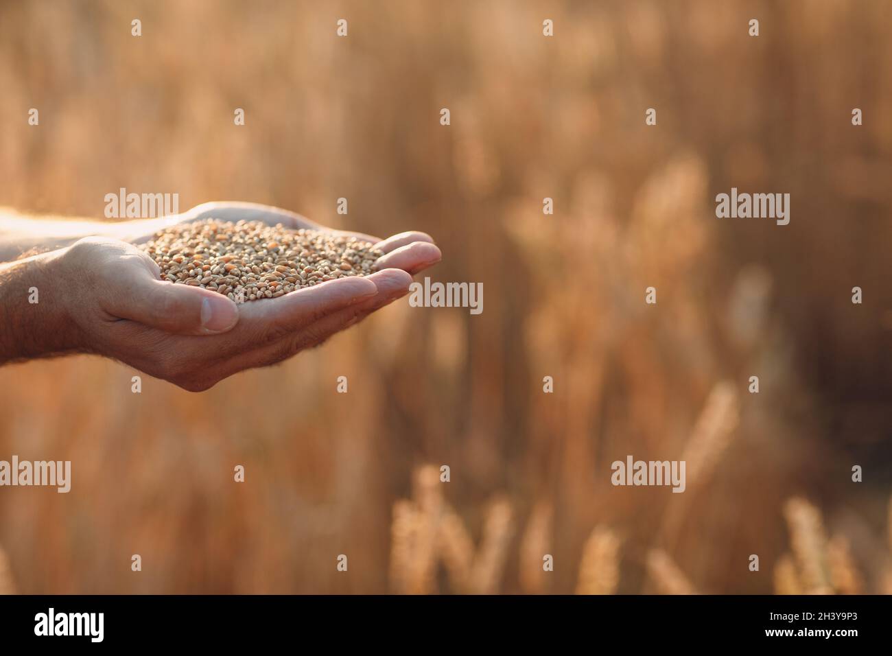 Seeding hands hi-res stock photography and images - Alamy