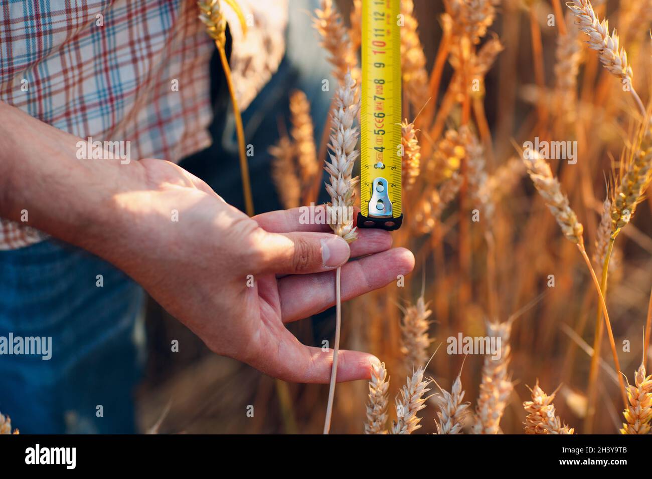 Farmer examine and measure with ruler wheat ears at agricultural field ...