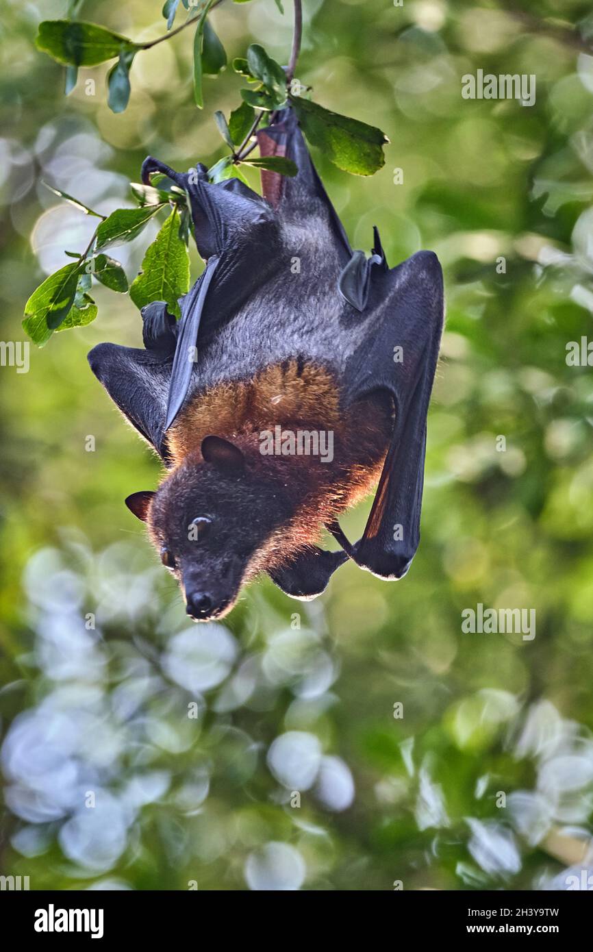 Island Flying Fox