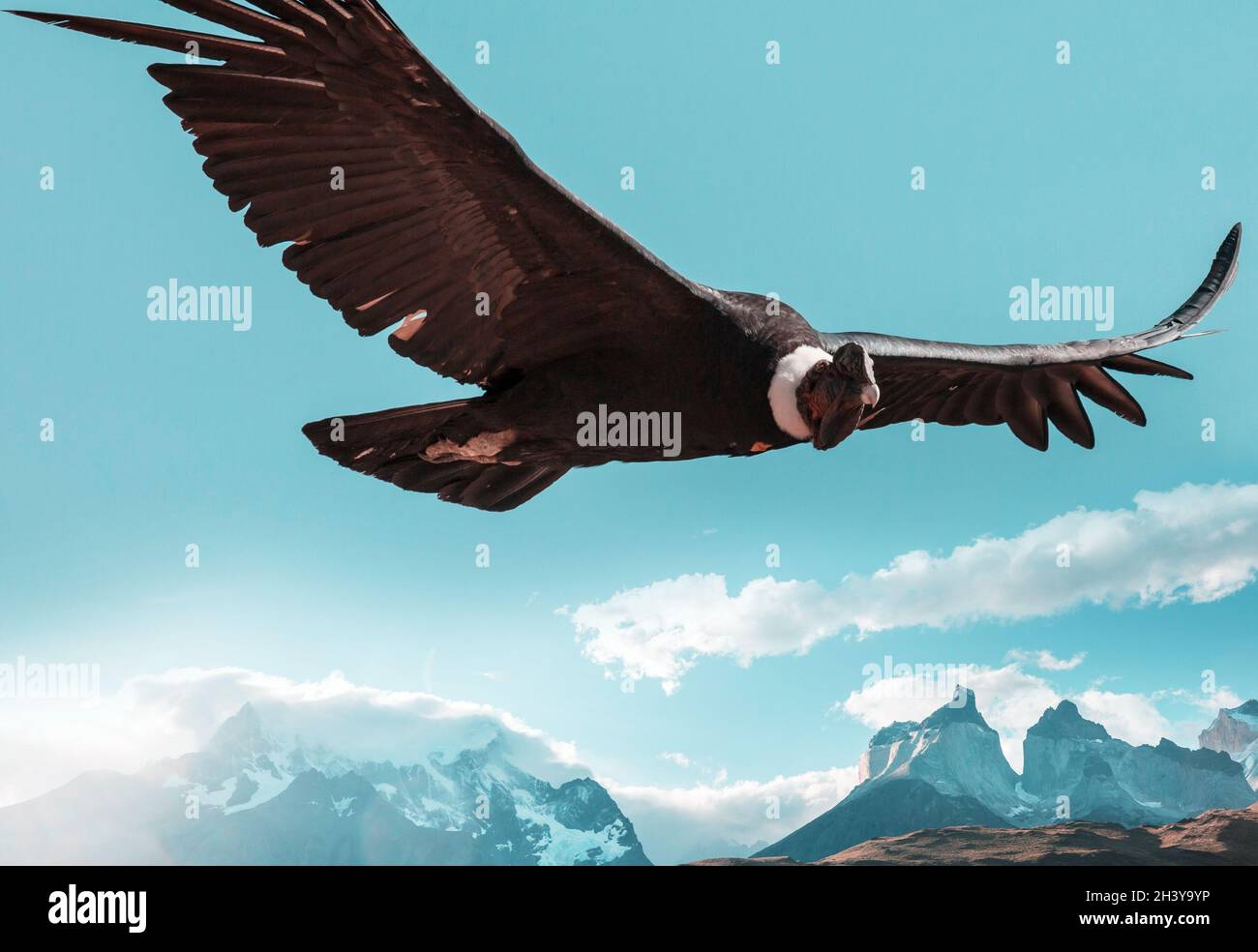 Condor in Torres Stock Photo - Alamy
