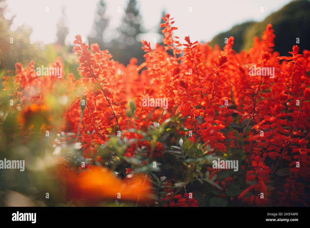 Summer bunch of flowers hi-res stock photography and images - Alamy