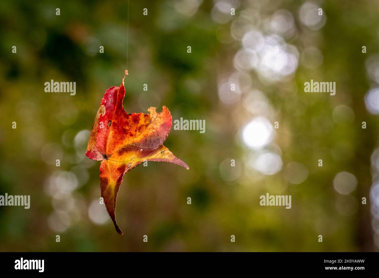 Web strand hi-res stock photography and images - Alamy