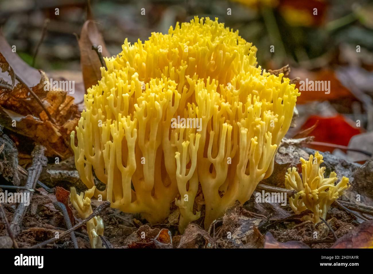 A bright gold Coral Fungus (Genus Ramaria) grows in the forest during ...