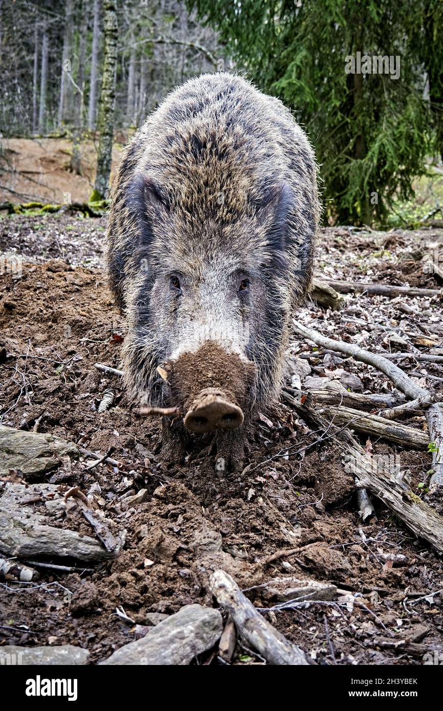 Wild boar (Sus scrofa Stock Photo - Alamy