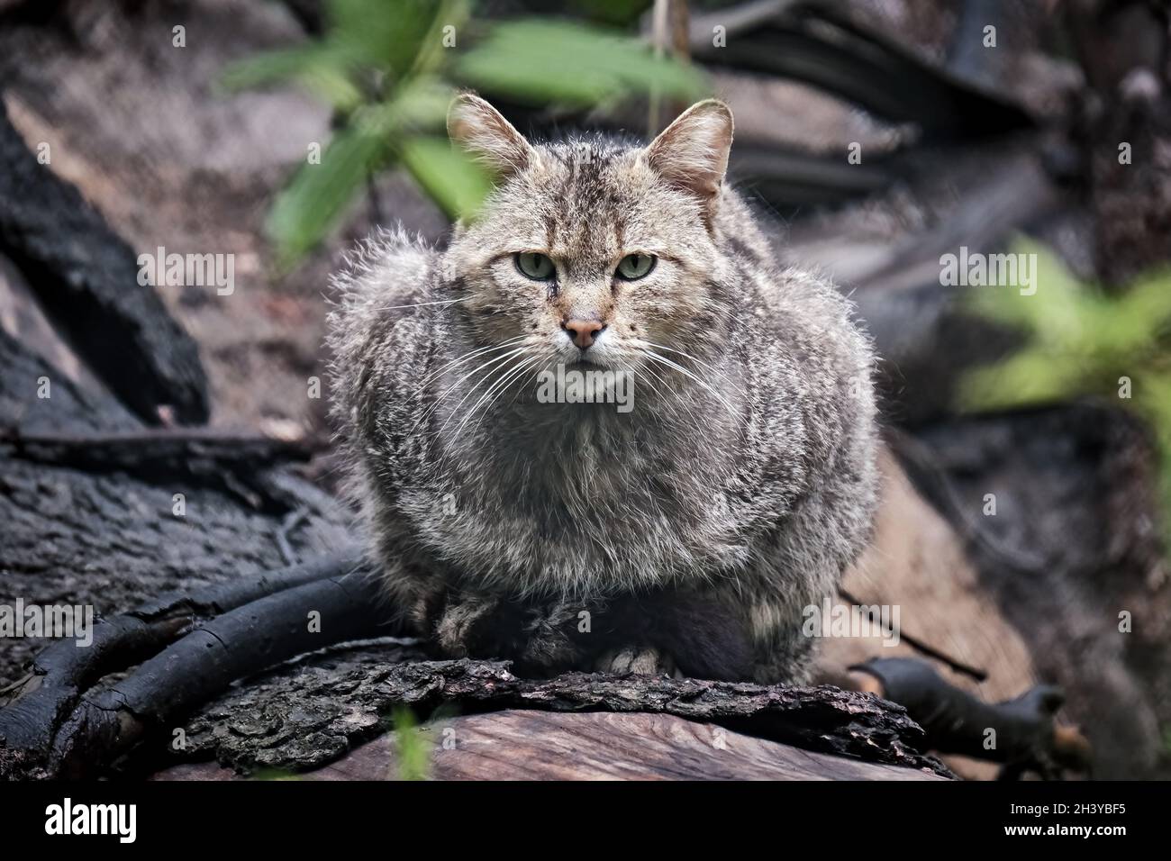 European wildcat forest wildcat felis hi-res stock photography and ...