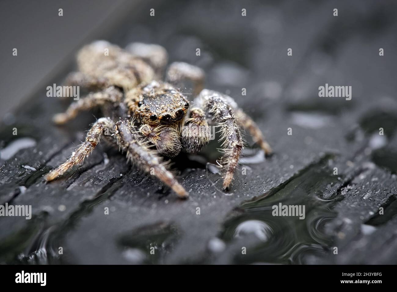 Spring spider hi-res stock photography and images - Alamy