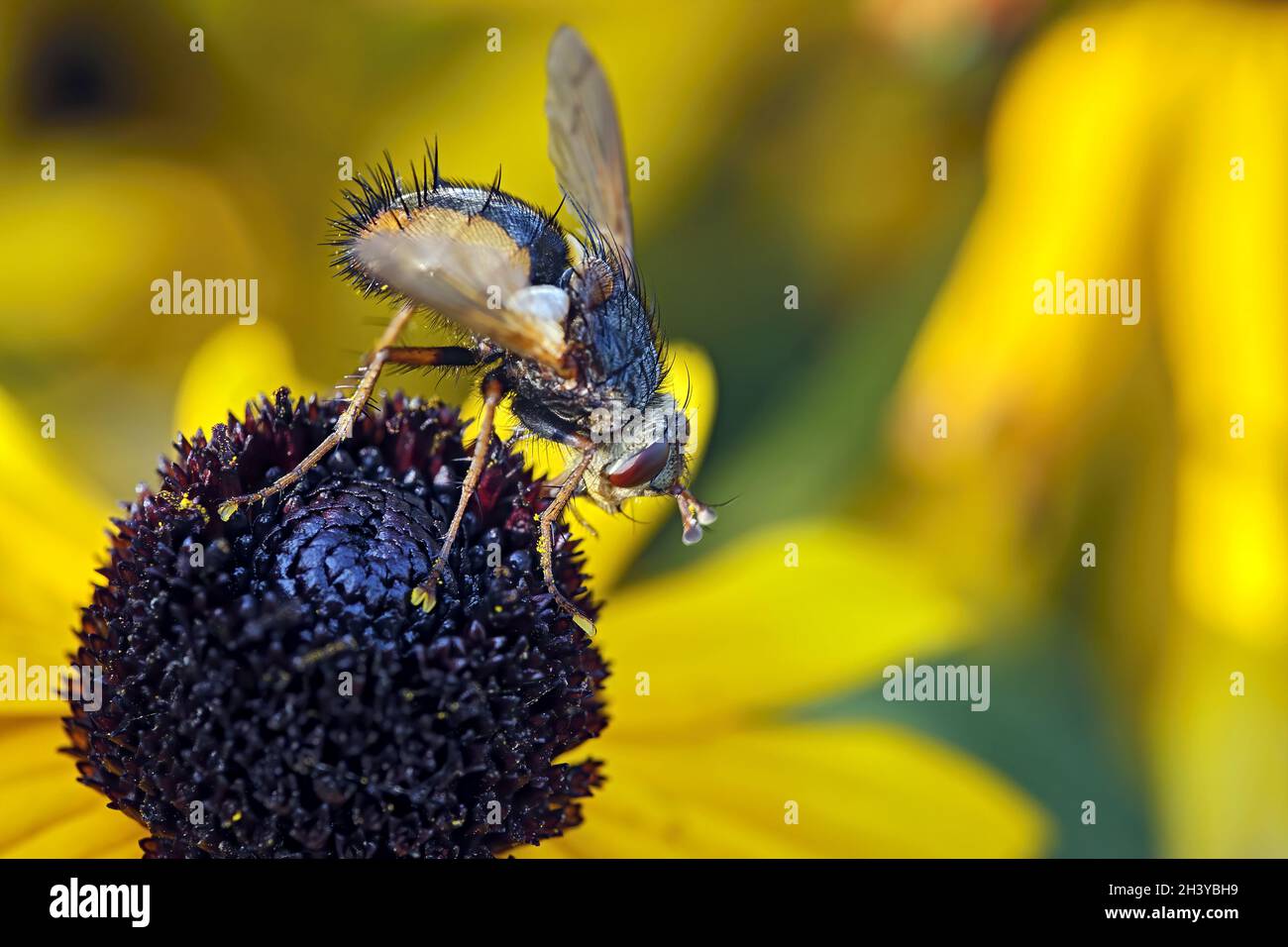 Hedgehog fly hi-res stock photography and images - Alamy
