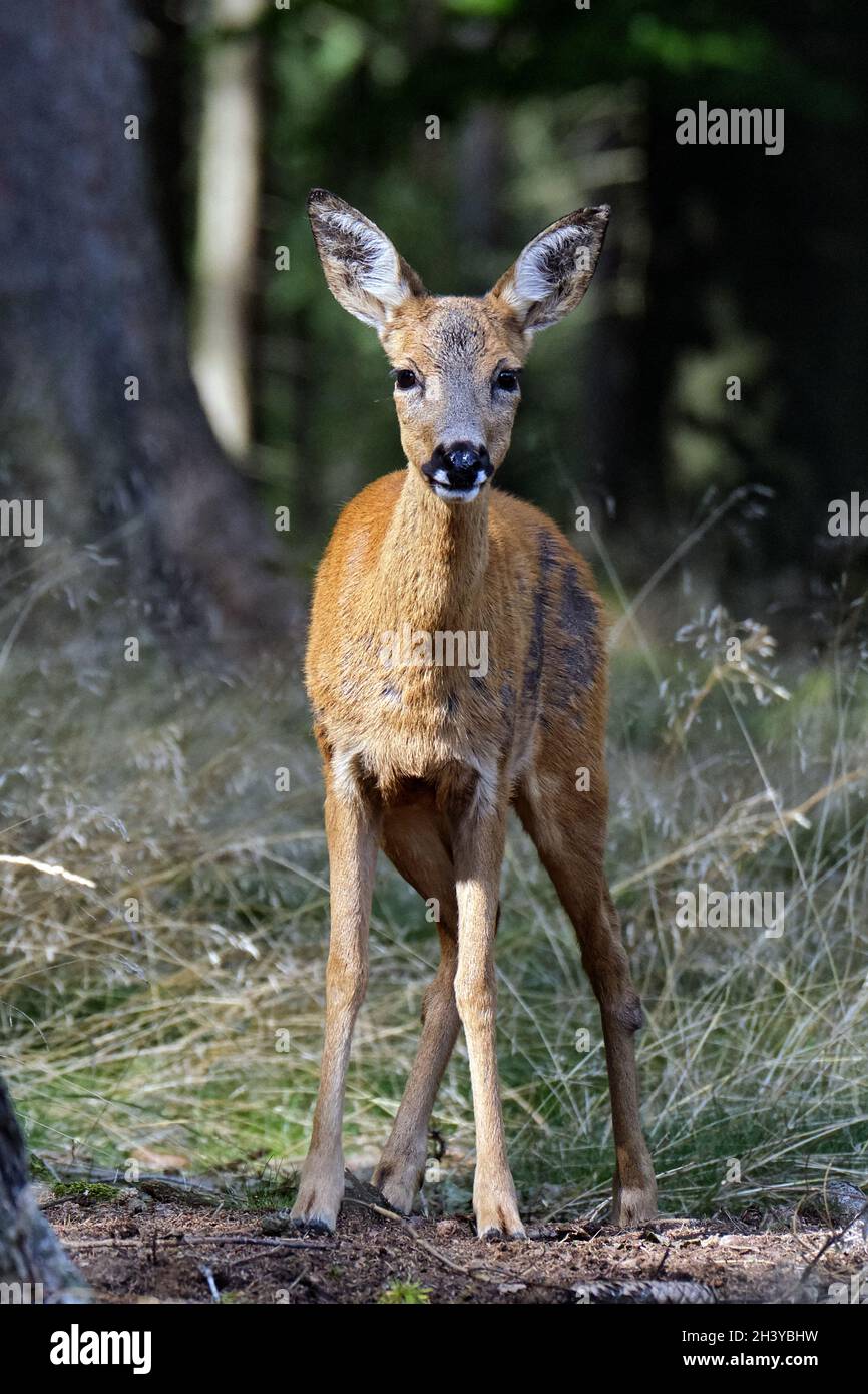 Deer ( Capreolus capreolus Stock Photo - Alamy