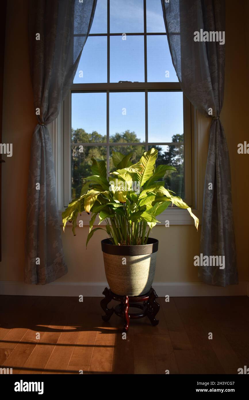 Common houseplant hi-res stock photography and images - Alamy