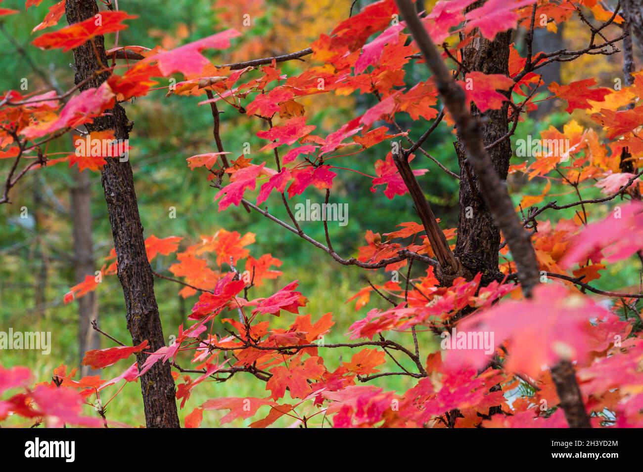 Vine maple leaves at peak fall color on Mt. Lemmon, Tucson Arizona ...
