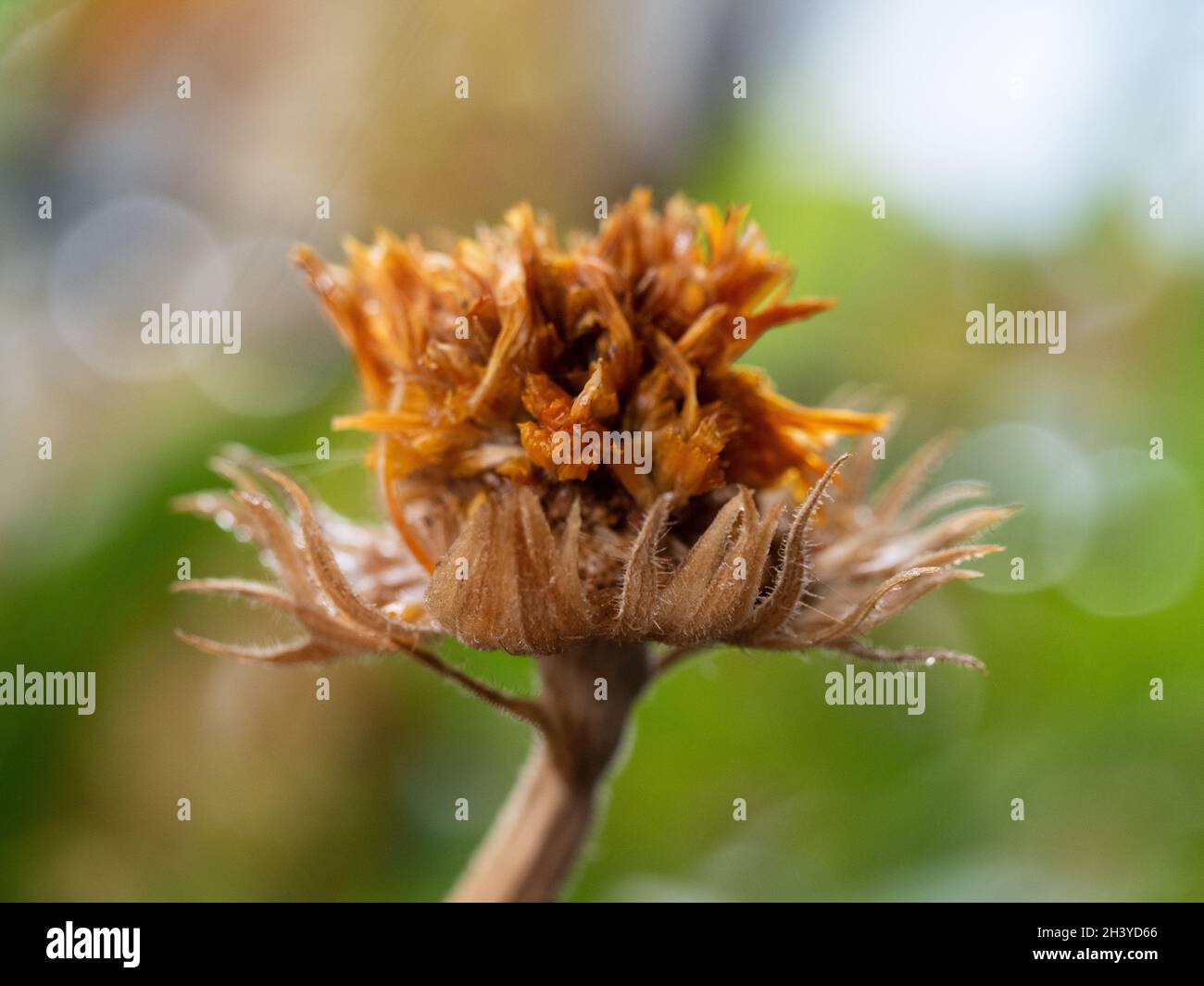Dying Calendula Marigold daisy flower, it's orange petals dark and ...