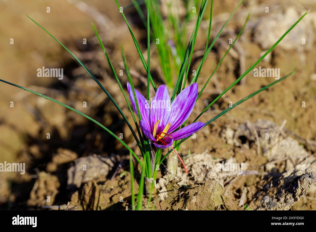 Violet saffron flower growing in the ground Stock Photo - Alamy