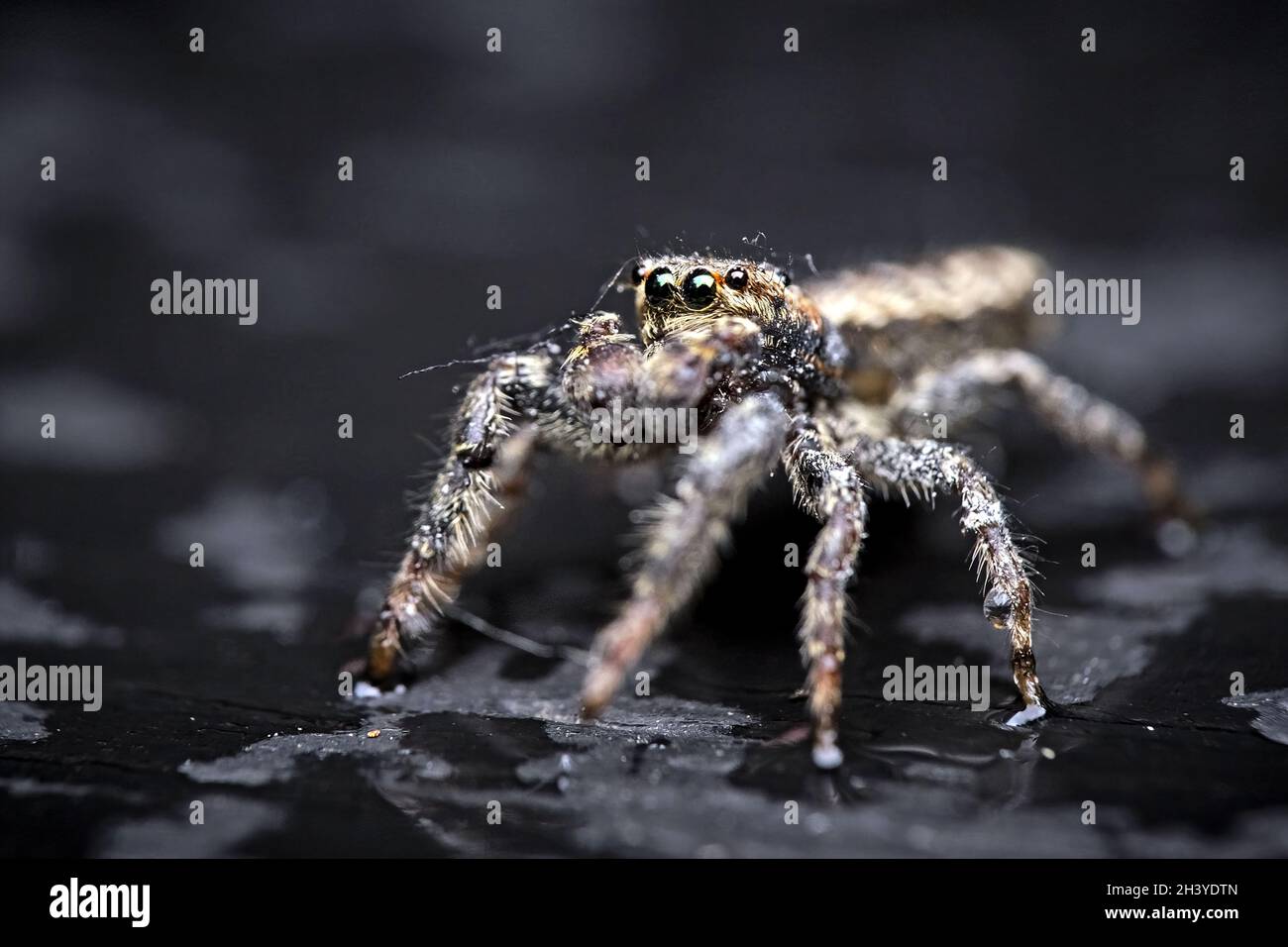 Spring spider hi-res stock photography and images - Alamy