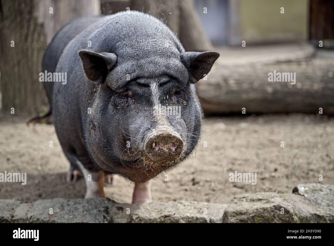 Sus domesticus hi-res stock photography and images - Alamy