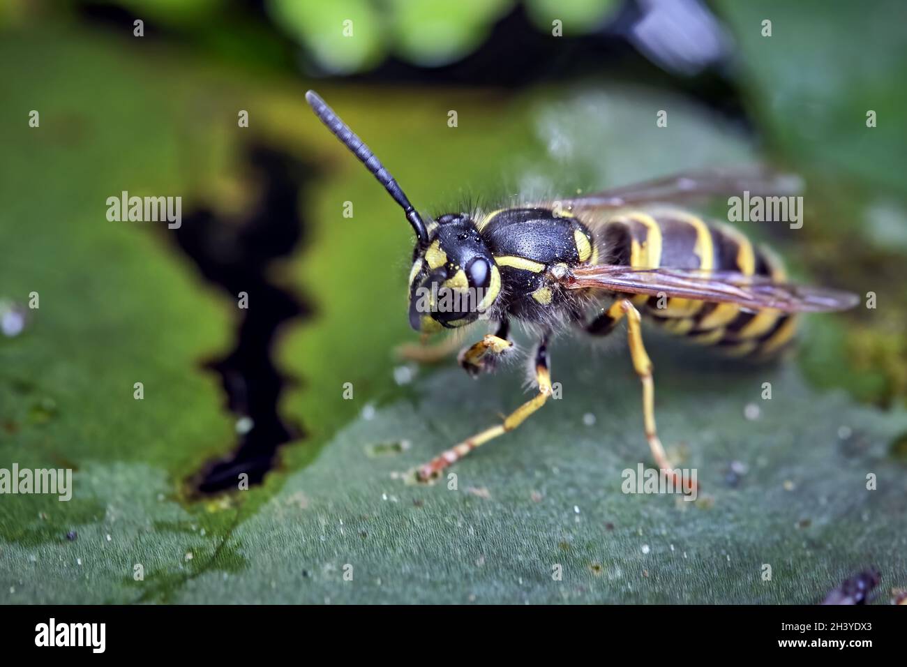 Common wasp (Vespula vulgaris Stock Photo - Alamy