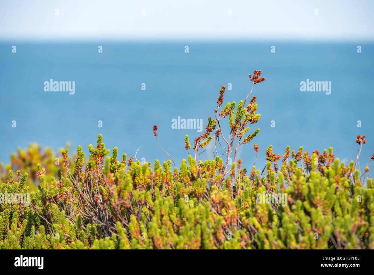 Heather bloom hi-res stock photography and images - Alamy