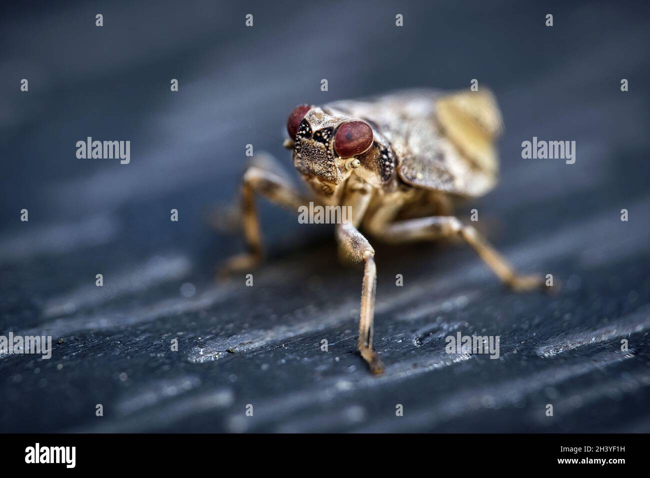 True beetle leafhopper (Issus coleoptratus Stock Photo - Alamy