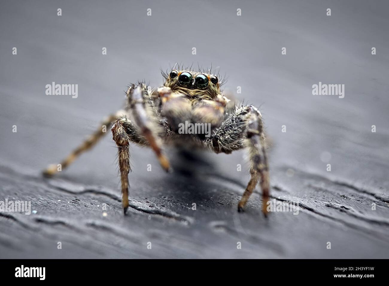 Spring spider hi-res stock photography and images - Alamy