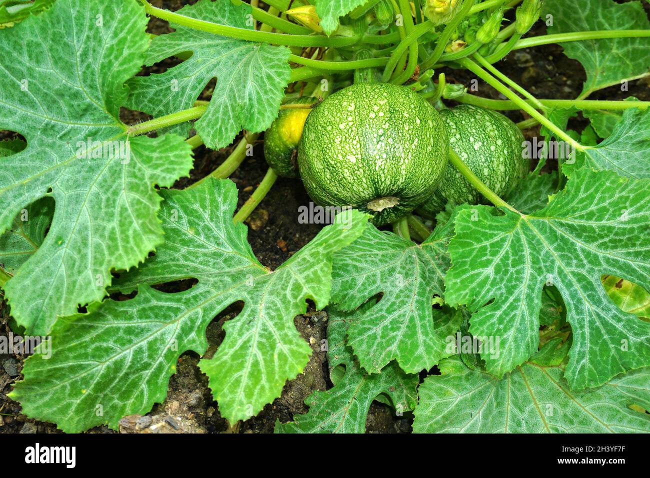 Marrow plants hi-res stock photography and images - Alamy