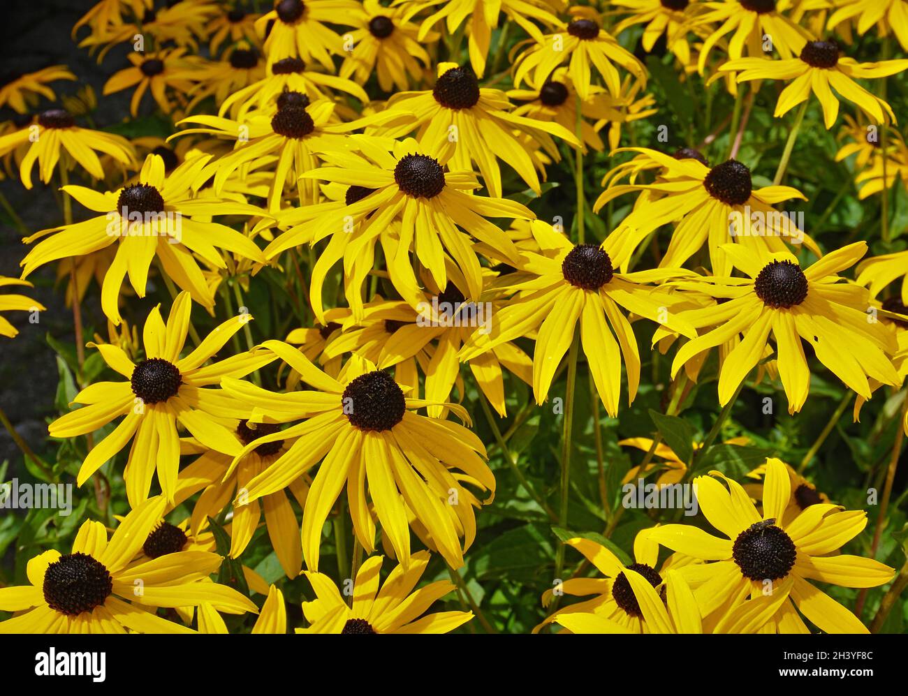 Yellow coneflower, Echinacea paradoxa Stock Photo - Alamy