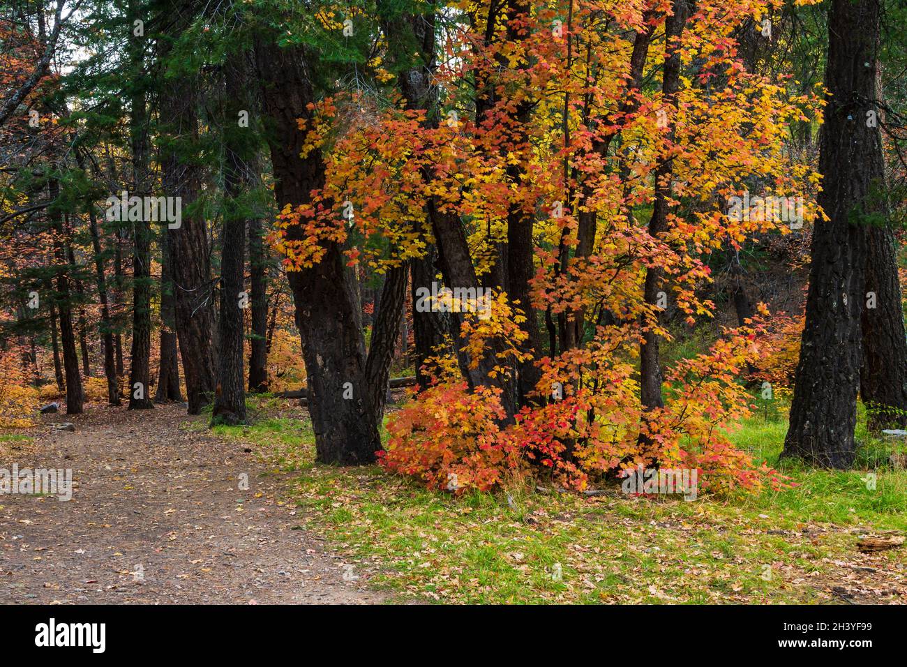 Meandering forest path with maple leaves in fall color Stock Photo - Alamy