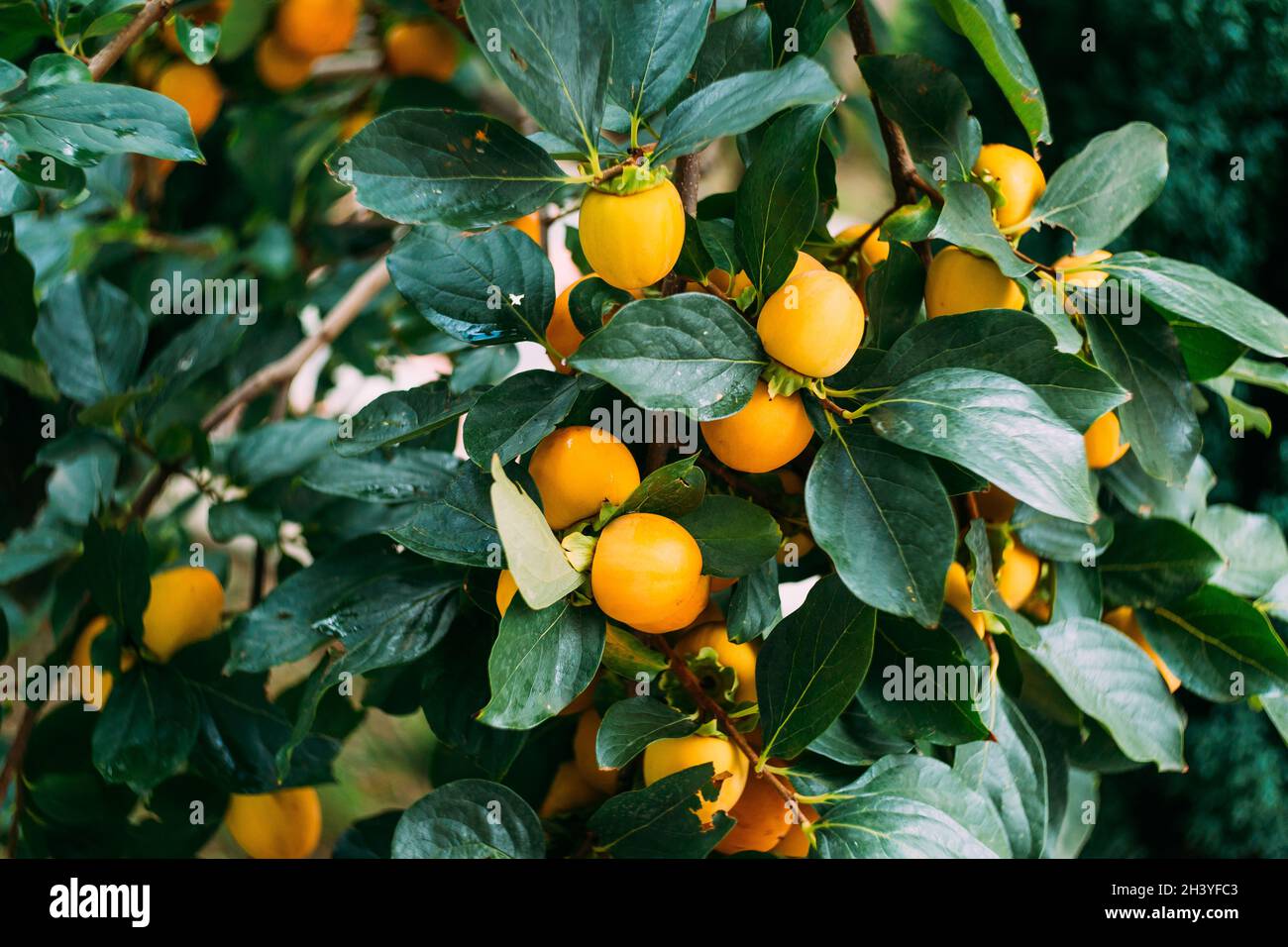 Chinese orange tree hi-res stock photography and images - Alamy