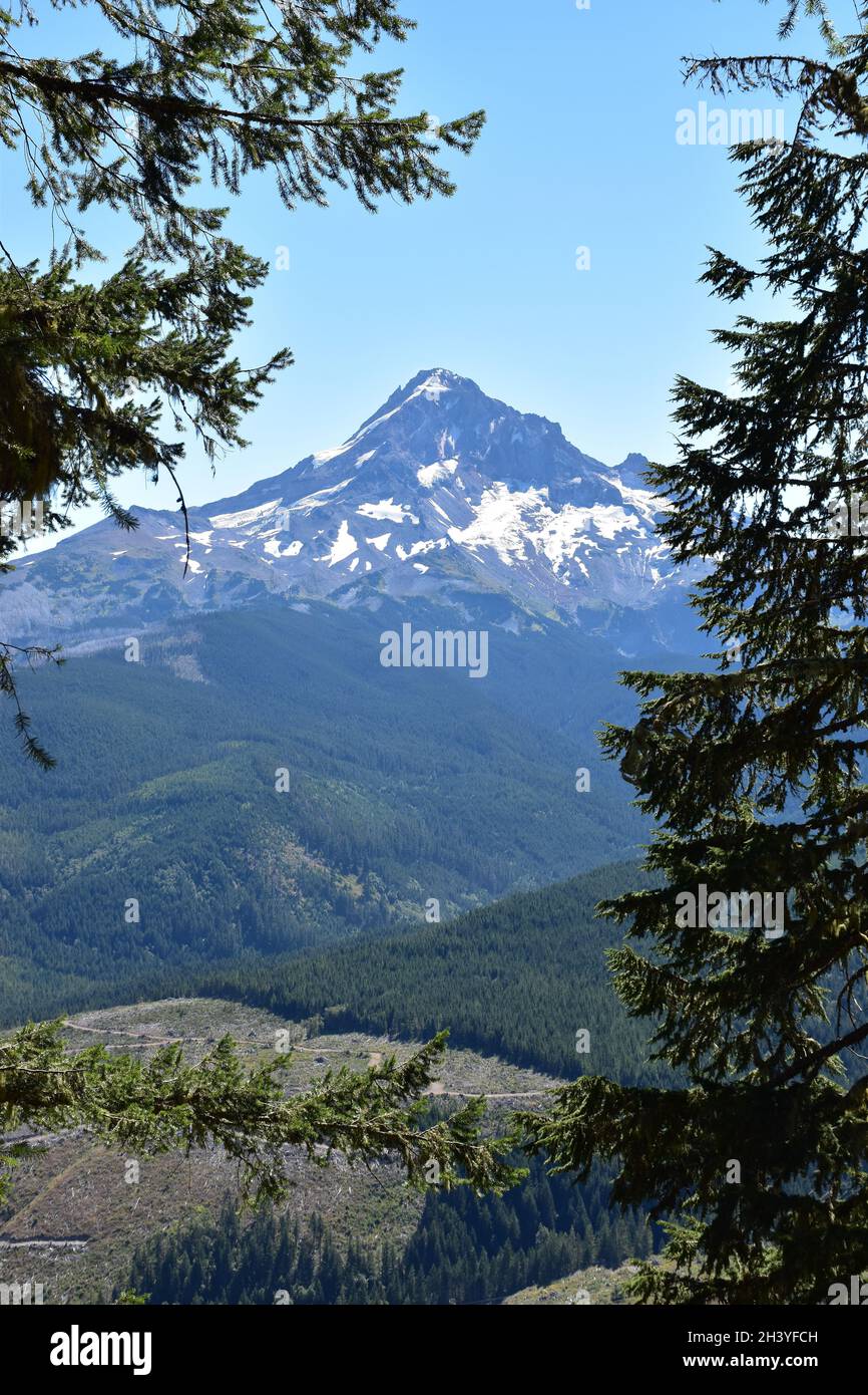 Summer views of Mt Hood on national forest trail #2000 (PCT) from Lolo ...