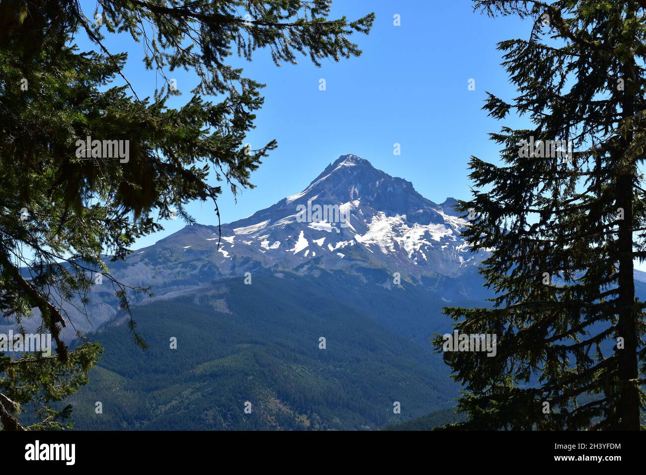 Summer views of Mt Hood on national forest trail #2000 (PCT) from Lolo ...