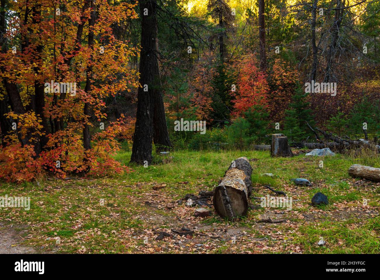Cut down tree stump lying on meadow with fall colored leaves in ...