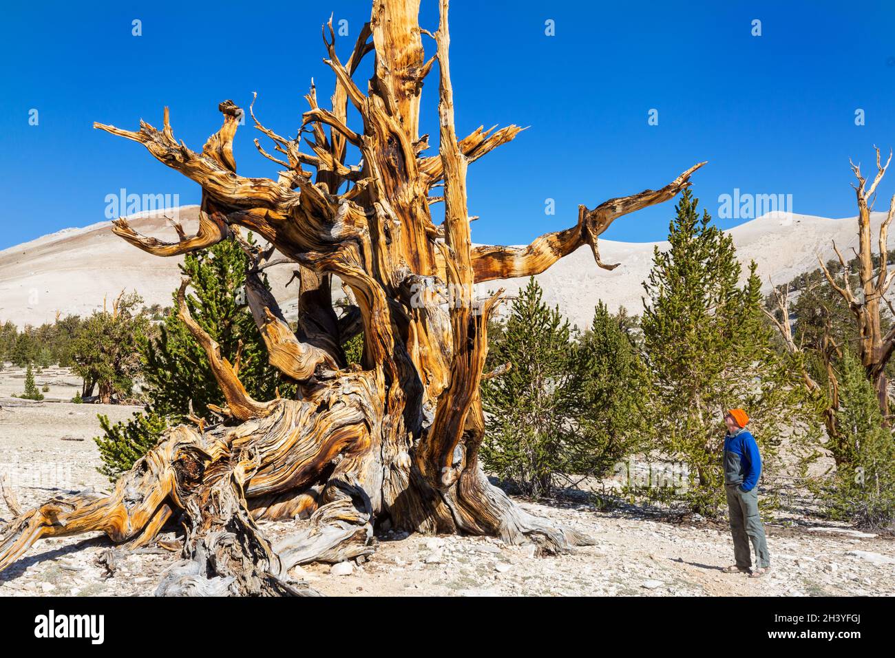 Twisty Pine Tree High Resolution Stock Photography and Images - Alamy