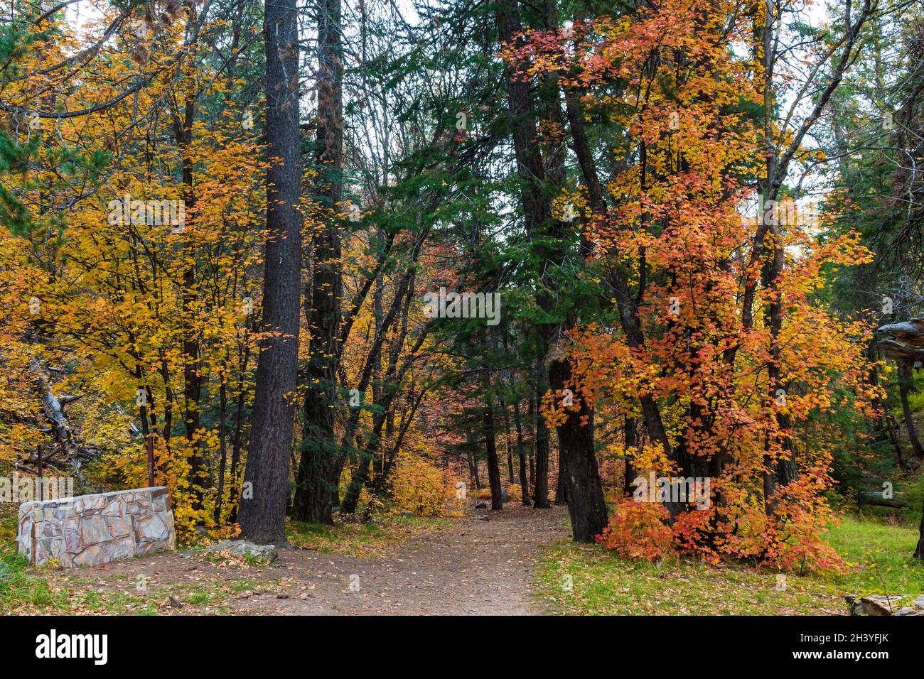 Meandering forest path maple hi-res stock photography and images - Alamy