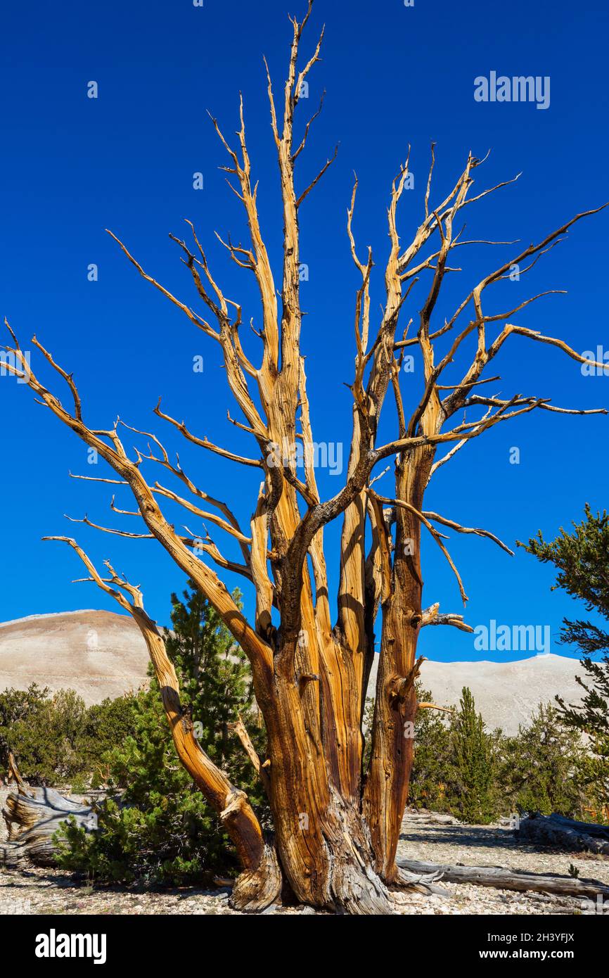 Twisty Pine Tree High Resolution Stock Photography and Images - Alamy