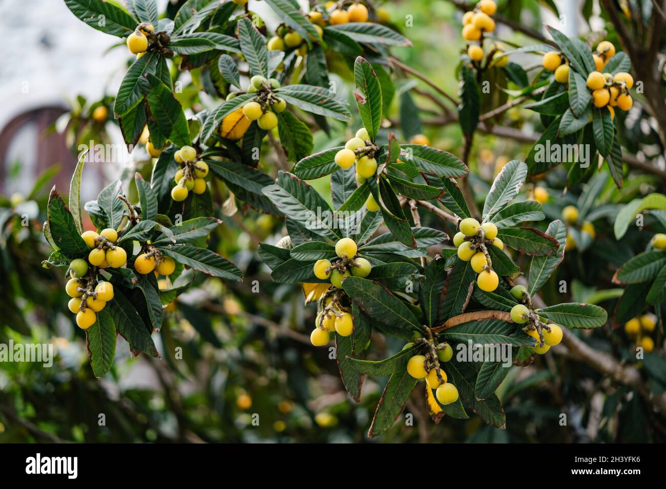 Japanese medlar fruits close-up in green leaves Stock Photo - Alamy