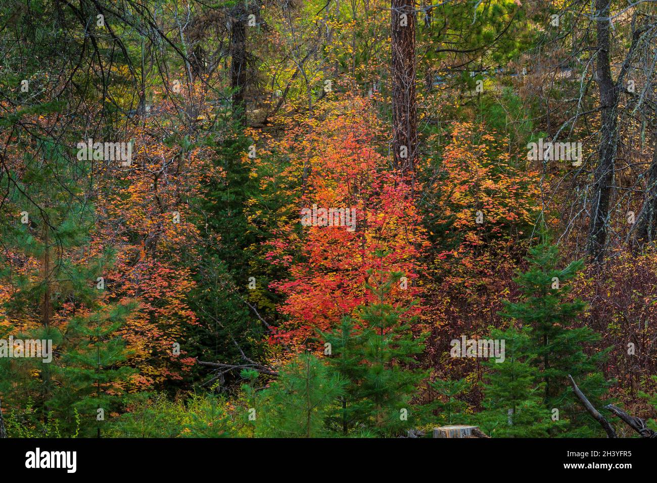 Multi-colored trees in beautiful forest in autumn Stock Photo - Alamy