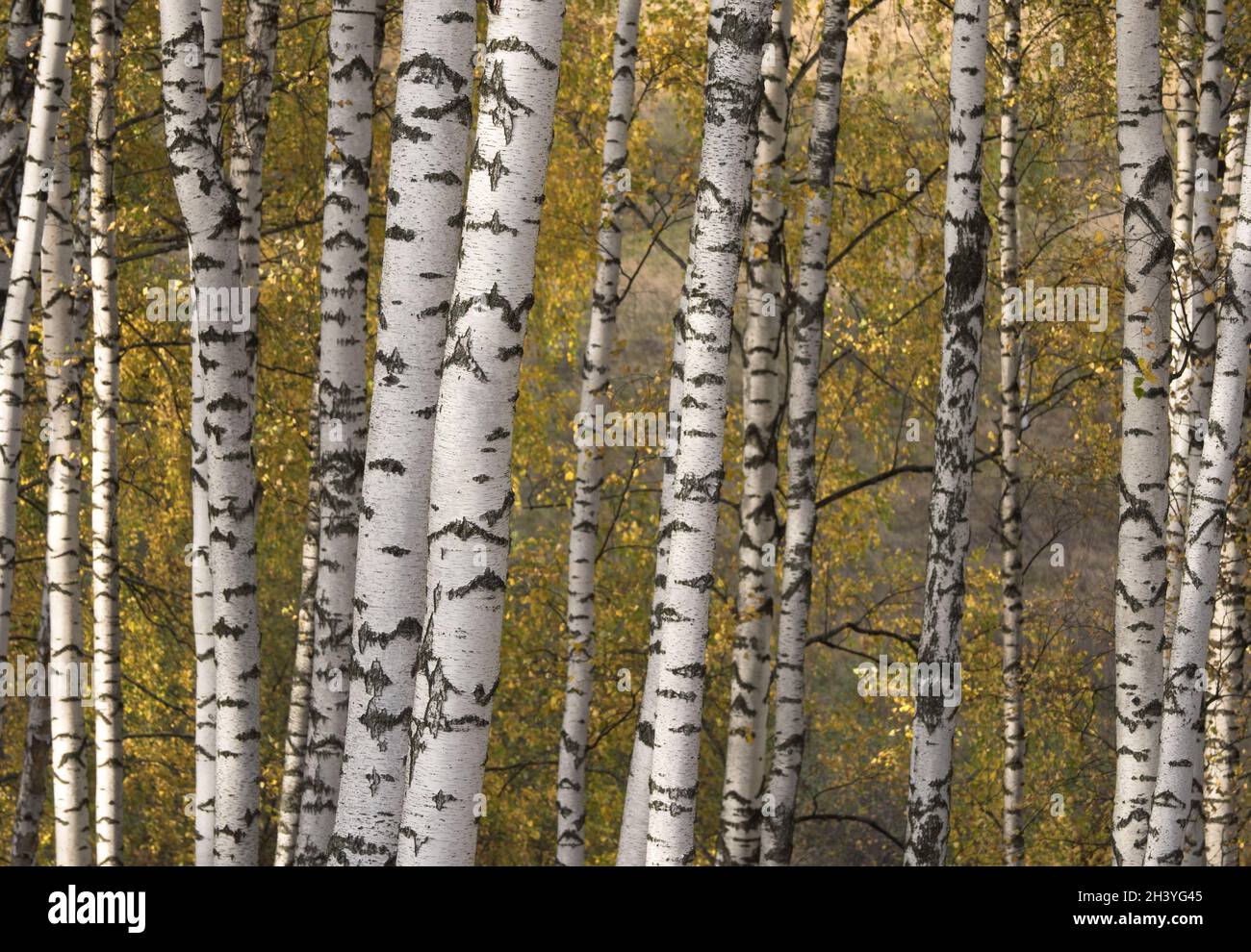 Sunny grove hi-res stock photography and images - Alamy