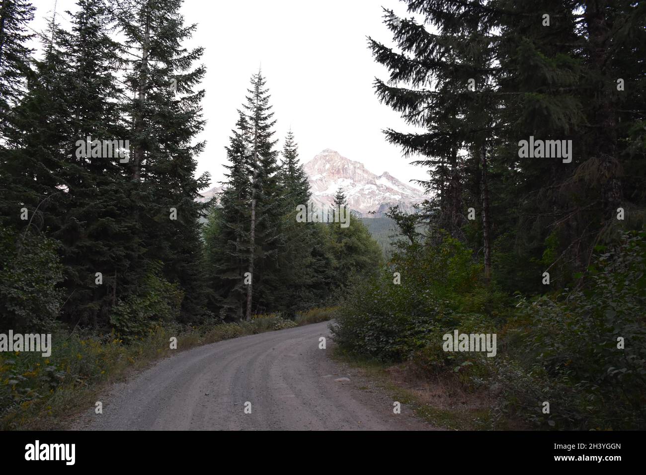 Forest road and sunset view of Mt Hood at trailhead of the Pacific ...