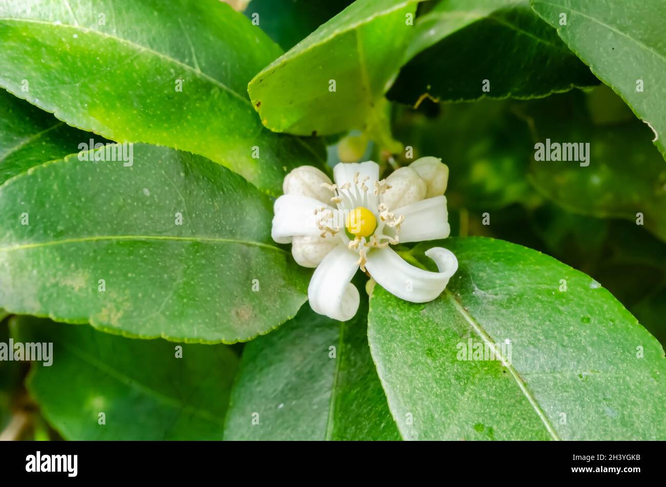 A Lime blossom with white stemen circling its ovum. Leaves Grow from ...