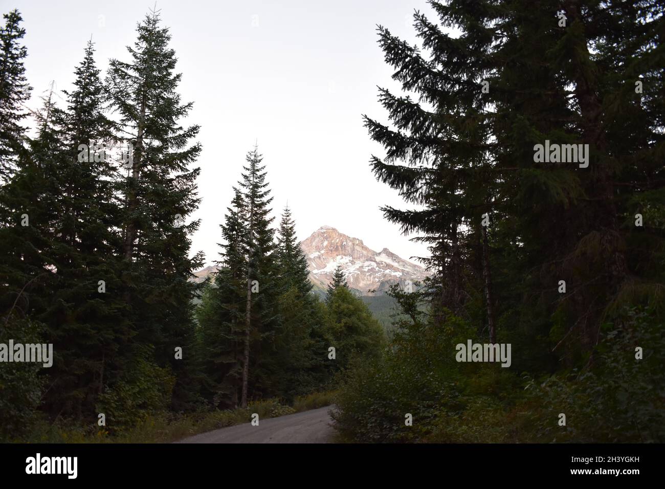 Forest road and sunset view of Mt Hood at trailhead of the Pacific ...