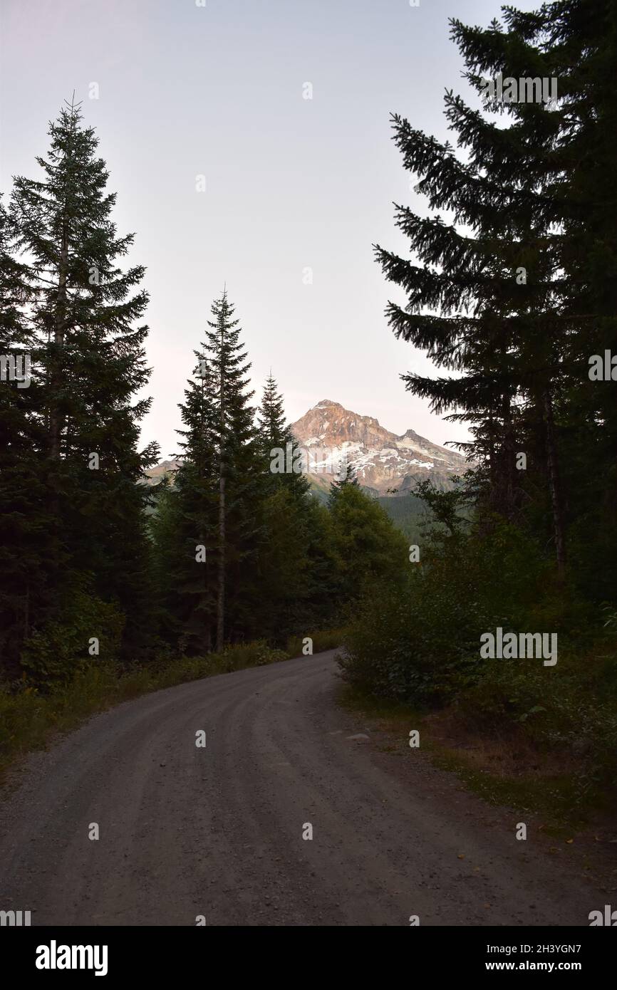 Forest road and sunset view of Mt Hood at trailhead of the Pacific ...