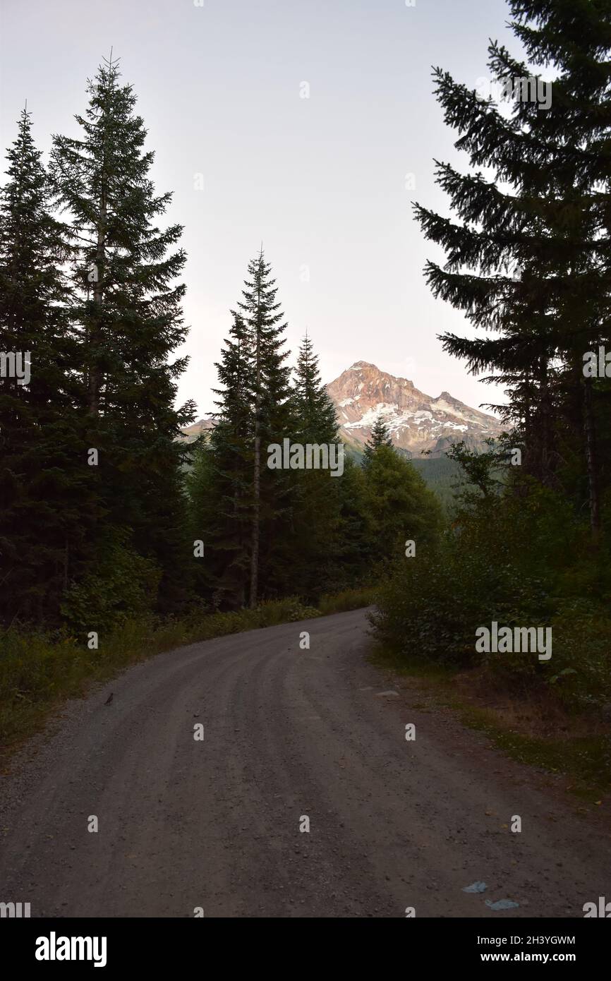 Forest road and sunset view of Mt Hood at trailhead of the Pacific ...
