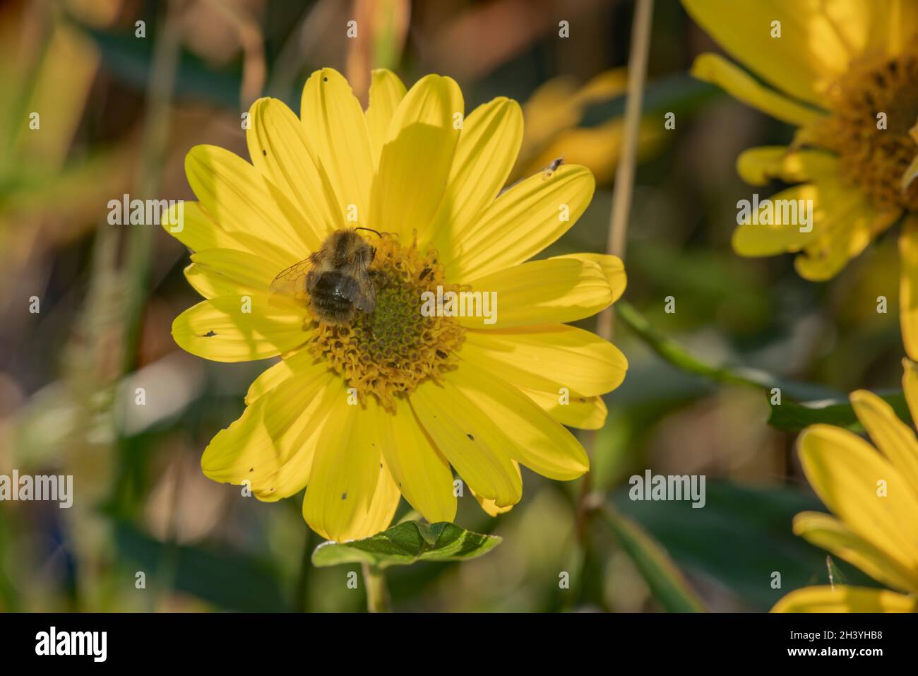 Eye bla hi-res stock photography and images - Alamy