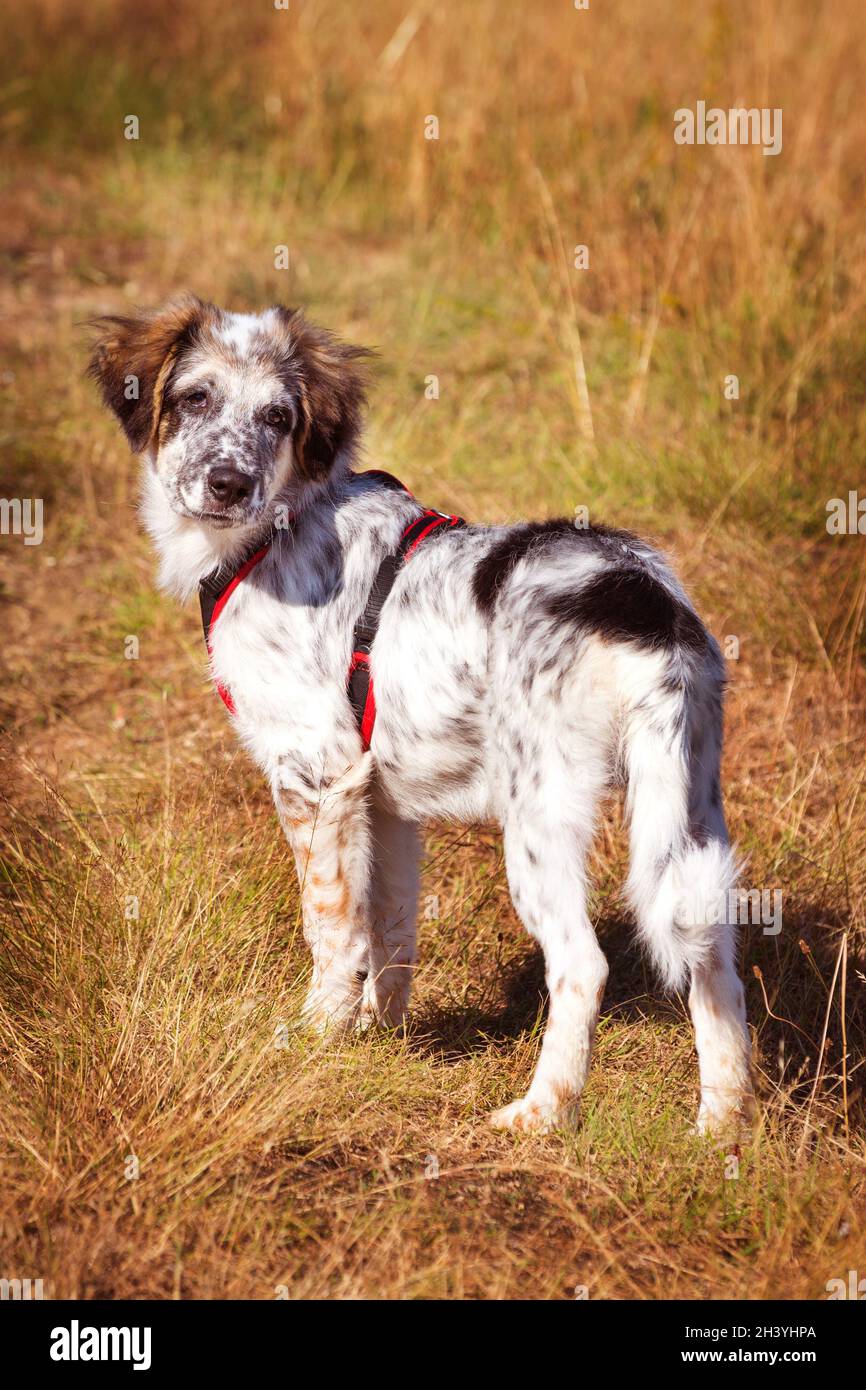 Yellow dog standing hi-res stock photography and images - Alamy