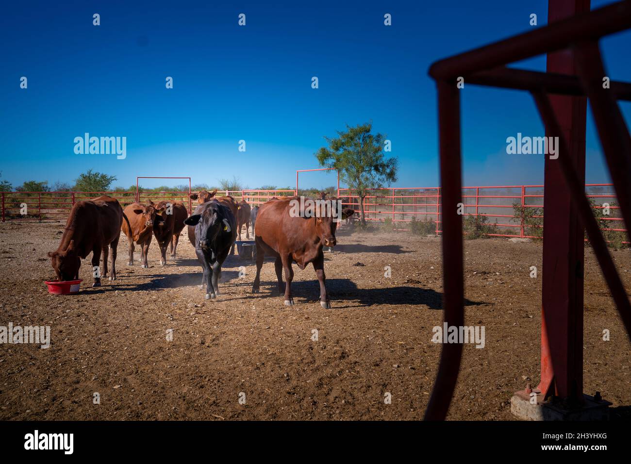 Roping cattle hi-res stock photography and images - Alamy