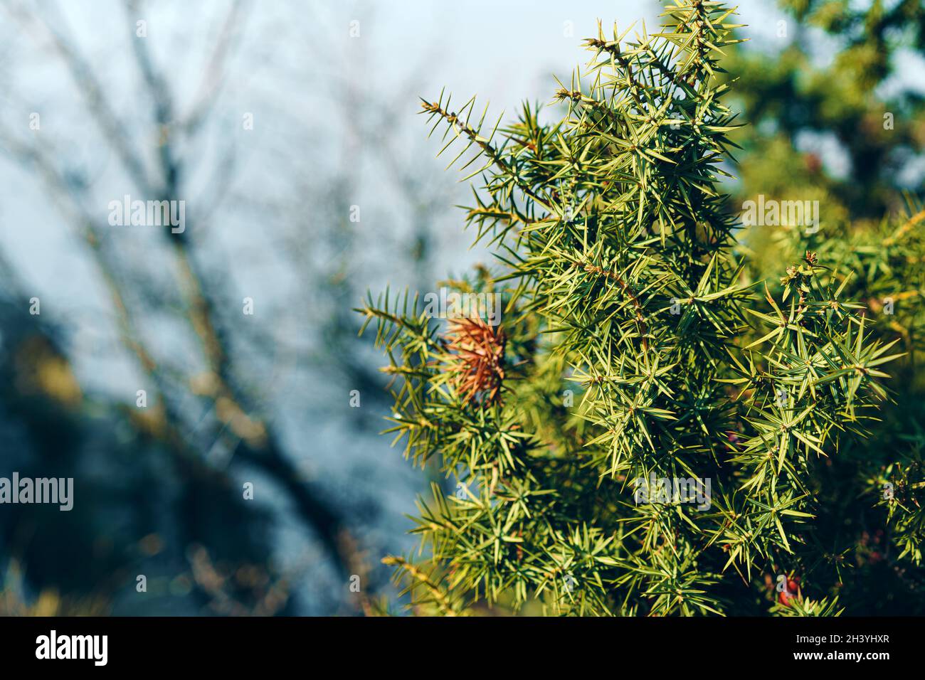 Green juniper bush branches in sunlight, background Stock Photo - Alamy